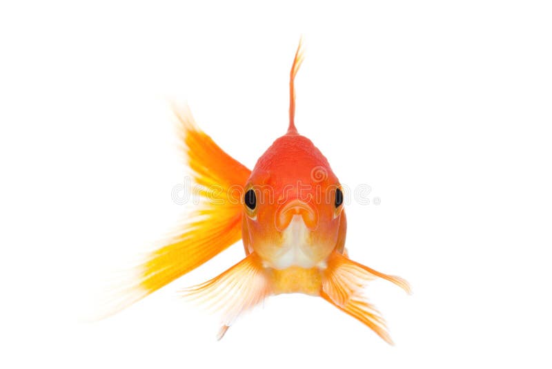 Goldfish Front View Isolated on White Stock Photo - Image of pretty ...