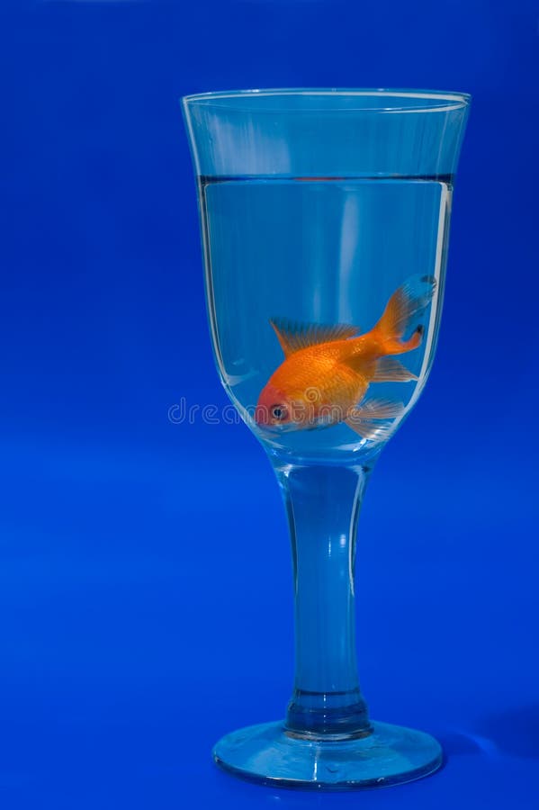 Goldfish in glass stock image. Image of orange, gold, body - 2727749