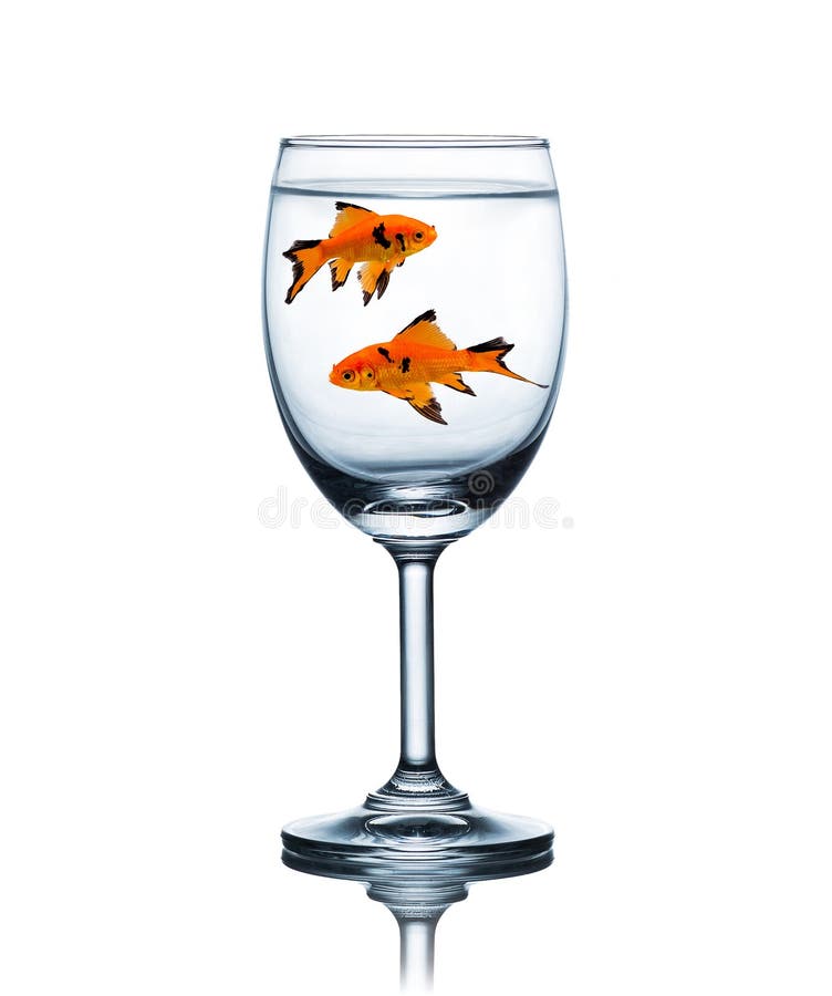 Goldfish in glass stock image. Image of pressure, swimming - 2727743