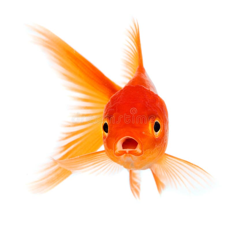 Shocked Goldfish Isolated on White Background Stock Image - Image of ...
