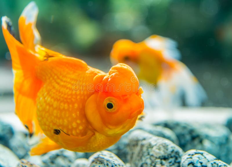 Goldfish stock image. Image of body, brilliant, cute - 42896047