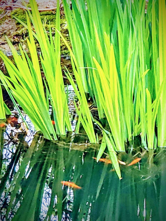 Goldfish stock image. Image of grass, water, goldfish - 117188787