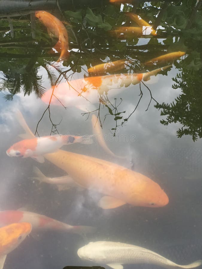 Goldfish Habitat in the Pond during the Day Stock Photo - Image of food ...