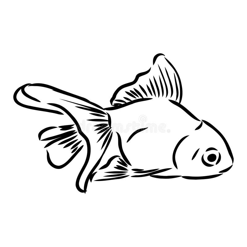 Goldfish , Hand Drawing, Vector Illustration Isolated on White ...