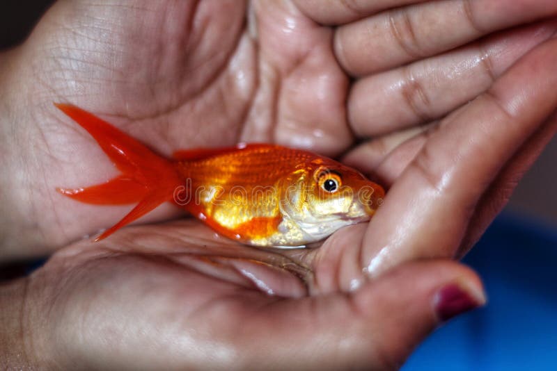 Goldfish in Hand of a Woman Holding a Gold Fish in Hand Stock Photo ...