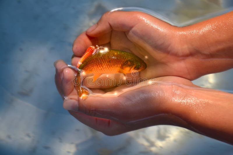 Goldfish in hands stock image. Image of close, baby, natural - 47208699
