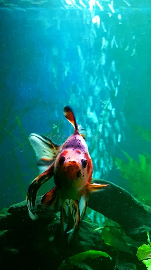 Veil Tail Goldfish Shubunkin Ruykin Zora Stock Photo - Image of water ...