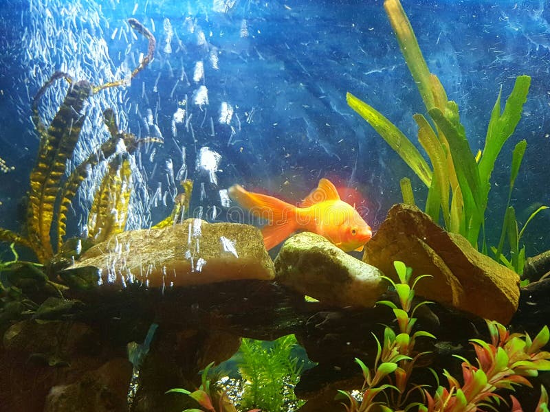 Goldfish hunting diner stock image. Image of diner, hunting - 85377481