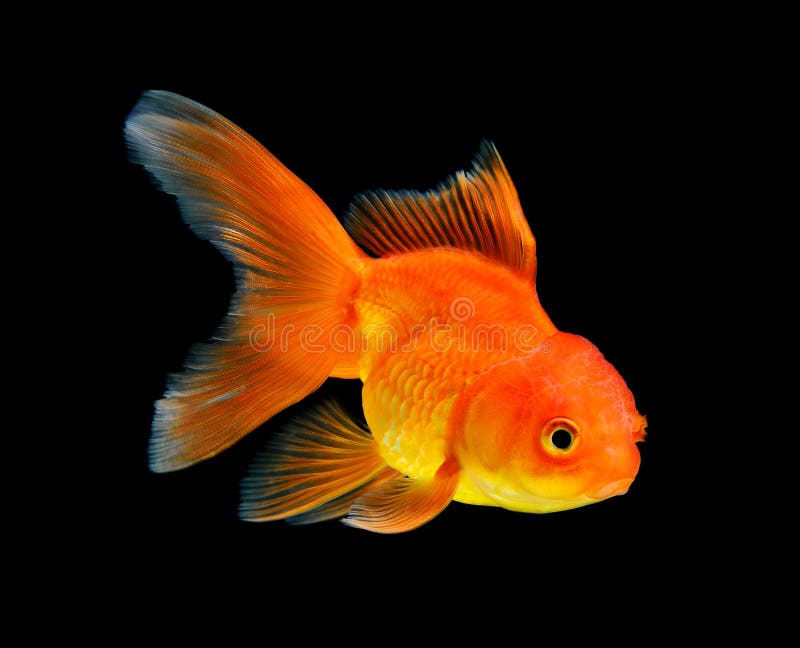 Goldfish stock image. Image of carp, deep, domestic, color - 100593