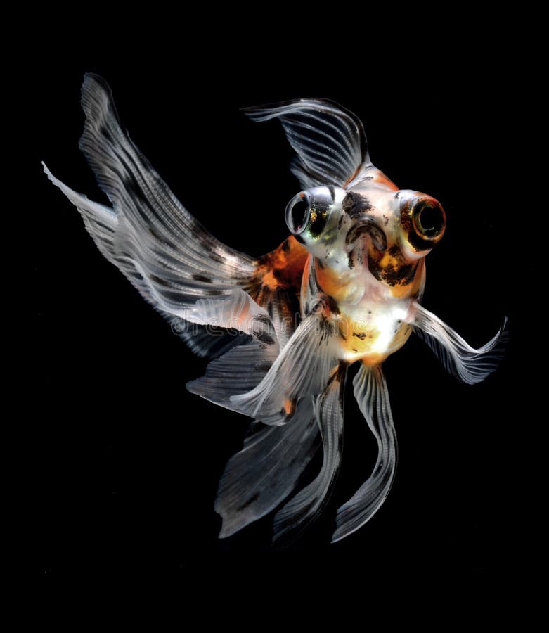 Goldfish Isolated On Black Background Stock Photo - Image of black ... Goldfish Isolated On Black Background Stock Photo - Image of black ...