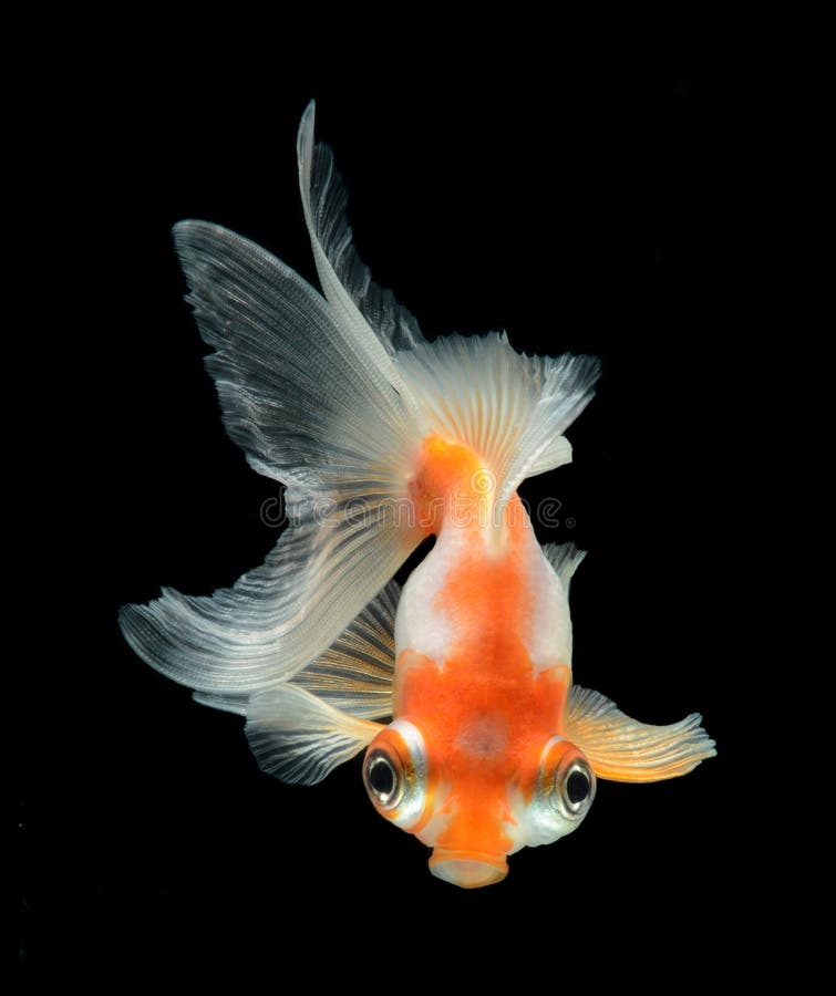 Goldfish Isolated on Black Background Stock Photo - Image of idea, fish ...