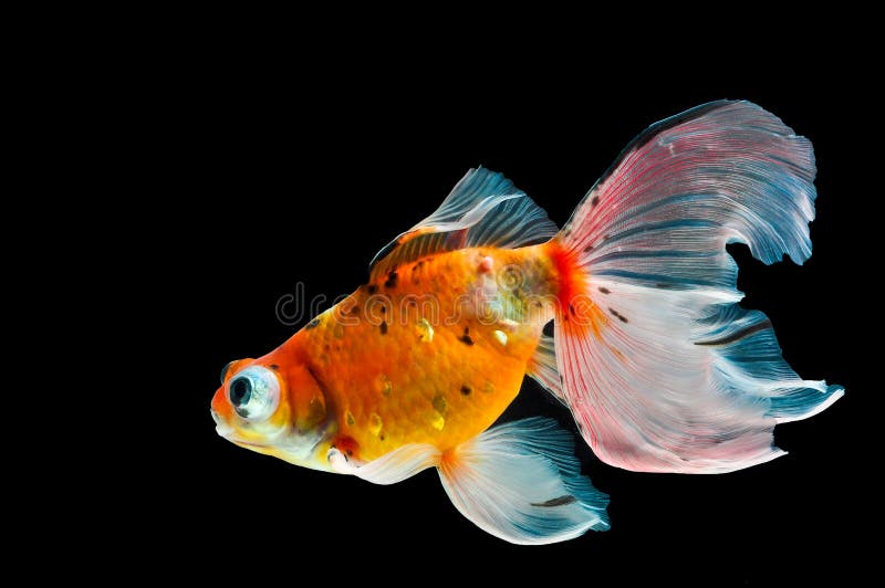 Beta fish stock photo. Image of animals, fish, farm, abrtract - 77194180