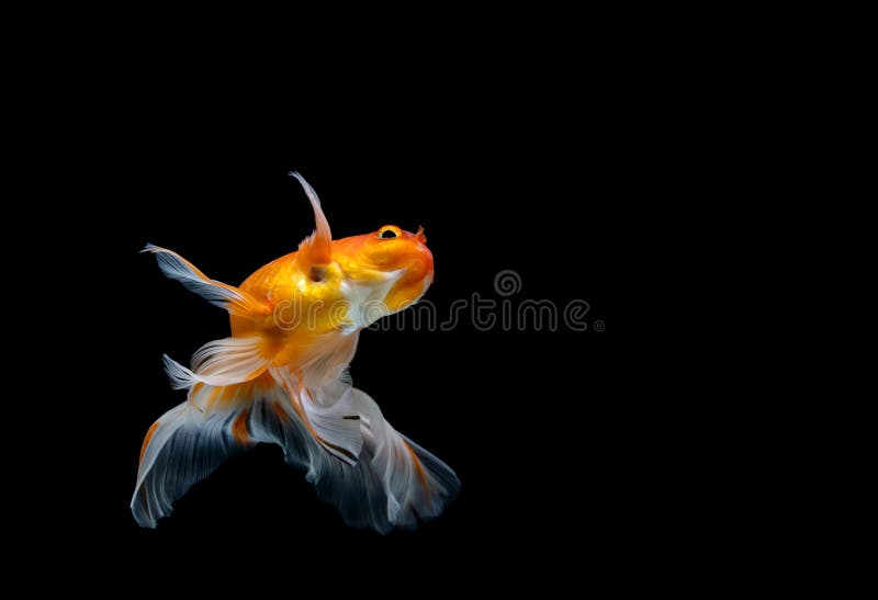 Goldfish Isolated on a Dark Black Background Stock Image - Image of ... Goldfish Isolated on a Dark Black Background Stock Image - Image of ...