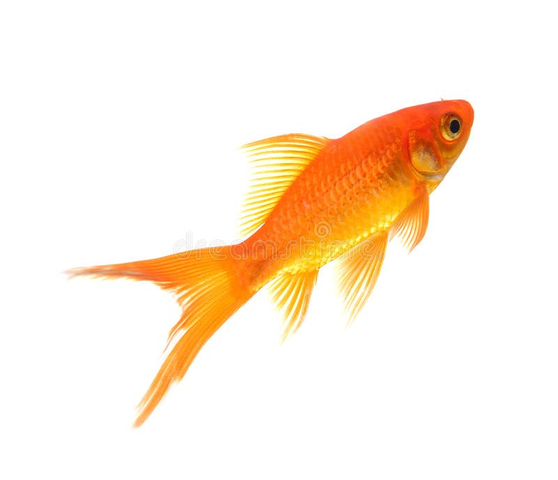 Goldfish Isolated on White Background Stock Image - Image of ...