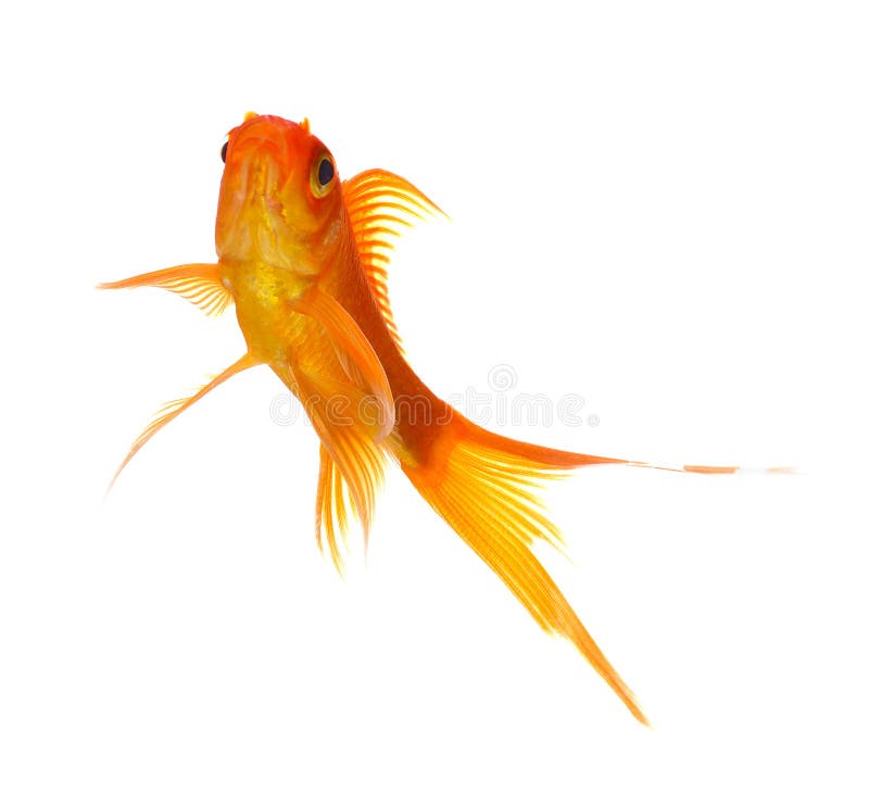 Goldfish Isolated on White Background Stock Photo - Image of isolated ...
