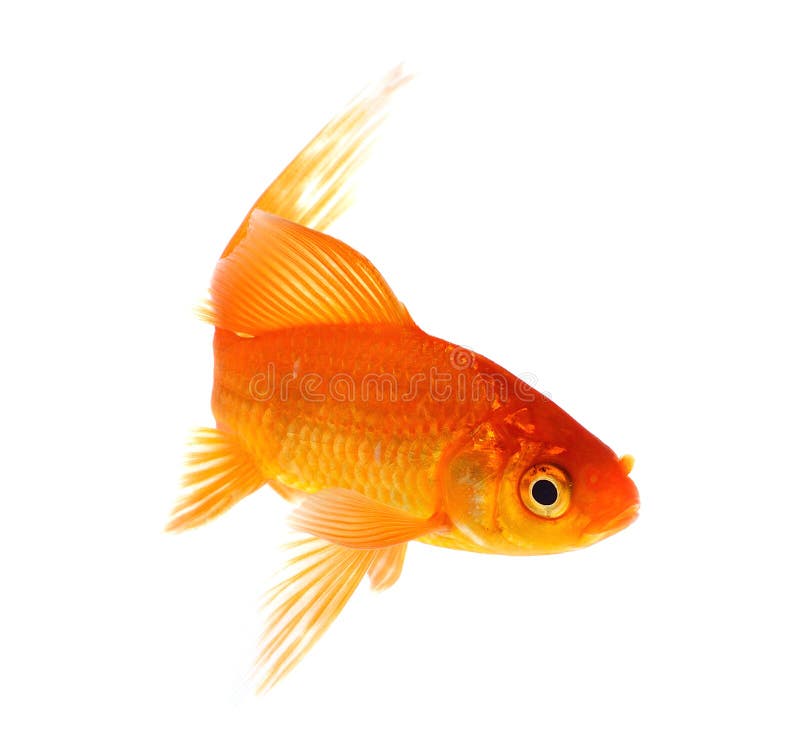 Goldfish Isolated on White Background Stock Image - Image of clean ...