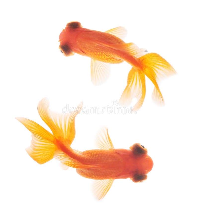 Two Goldfish Swimming in Circles Stock Photo - Image of cute, aquatic ...