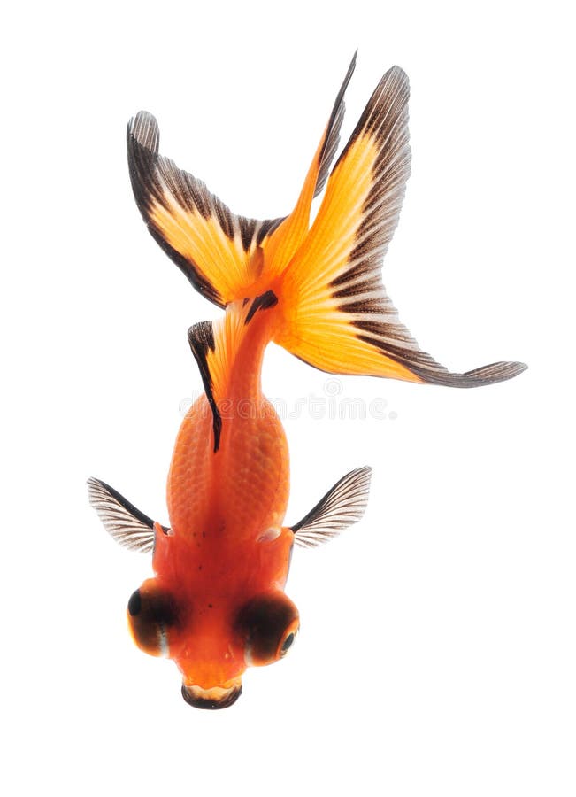 Goldfish Isolated on White Background Top View Stock Photo - Image of ...