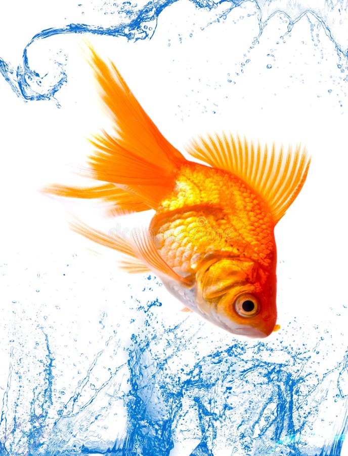 Goldfish is jumping stock photo. Image of splashing, movement - 10576424