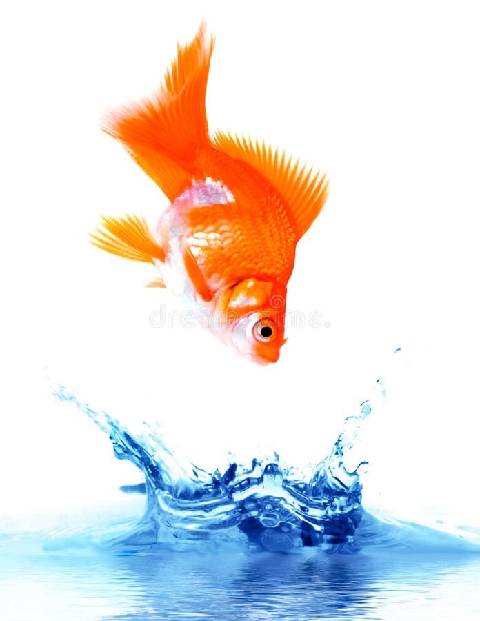 Jumping goldfish stock image. Image of goldfish, color - 2035435