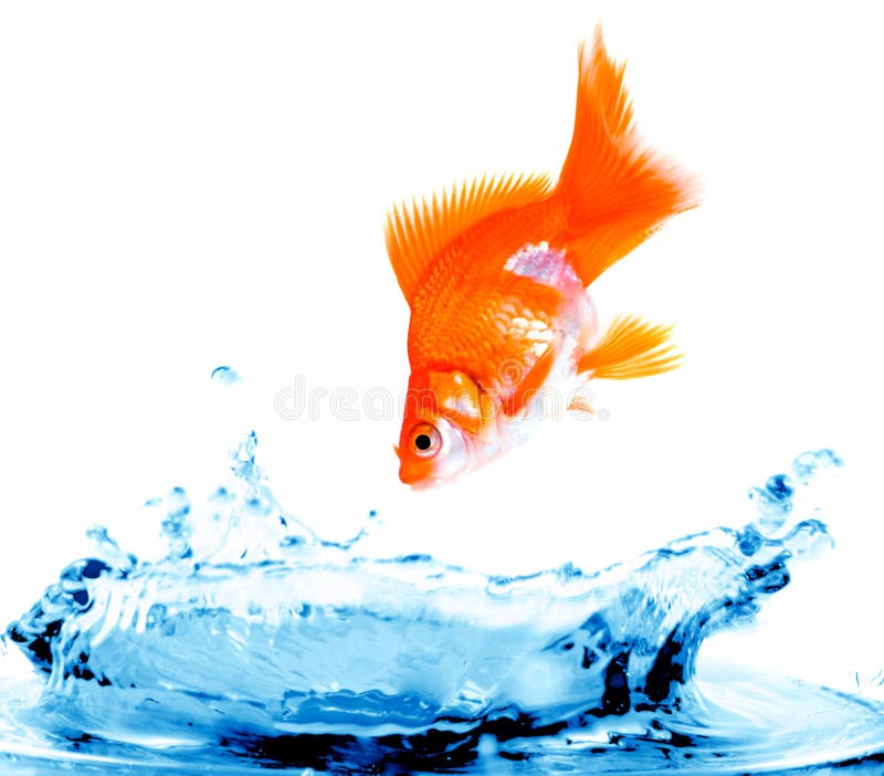Catch the goldfish stock image. Image of gold, catch - 12396491