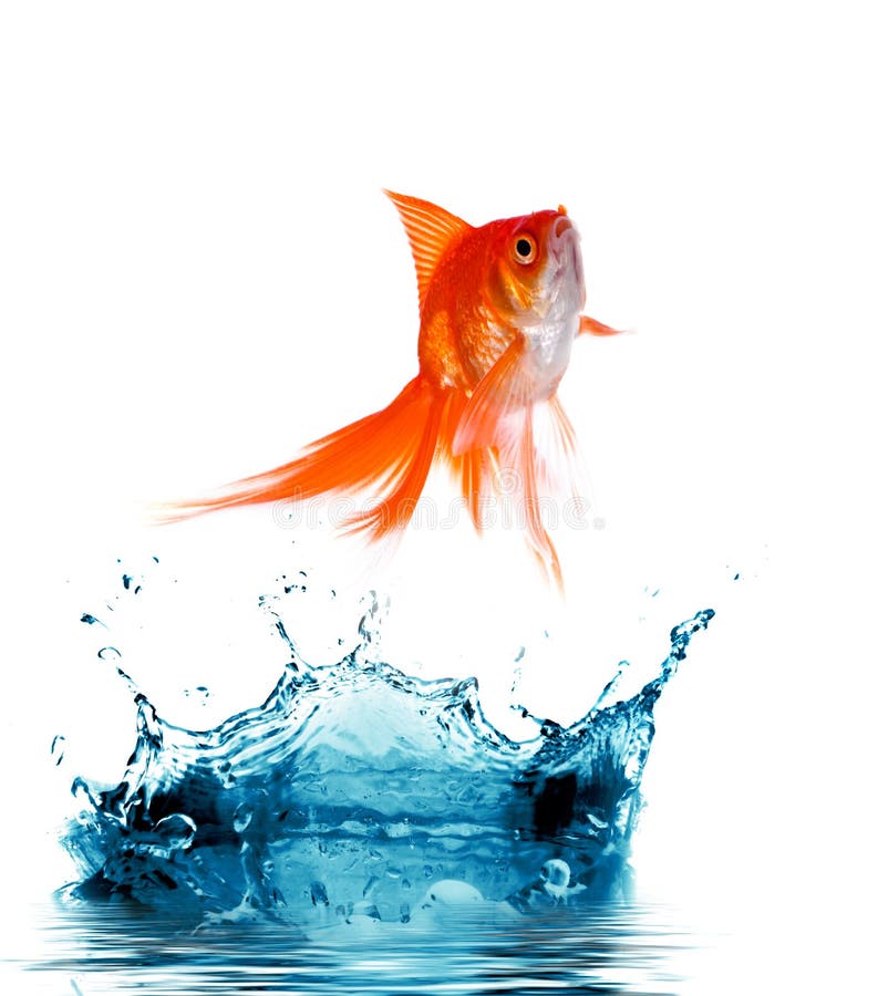 Goldfish jumped into water stock photo. Image of swimming - 8054554