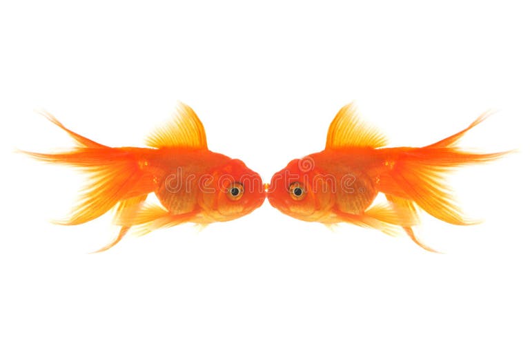 Goldfish Kissing Stock Photos - Free & Royalty-Free Stock Photos from ...