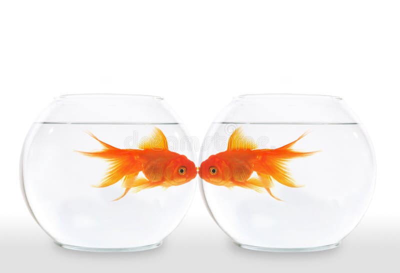 Goldfishes in love stock photo. Image of freedom, water - 2262632