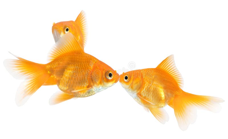 Two Kissing Goldfish stock image. Image of dabble, elements - 2157055