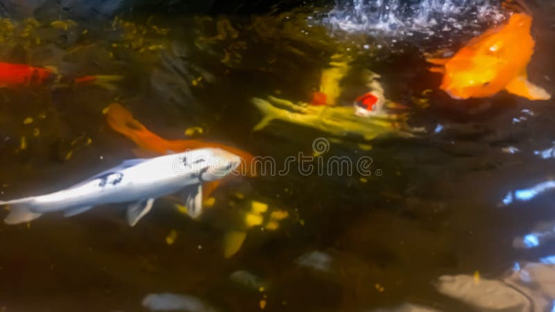 Goldfish and Koi Fish of Various Patterns Viewed from Above Stock Photo ...