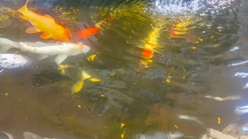 13,073 Goldfish Koi Fish Stock Photos - Free & Royalty-Free Stock ... 13,073 Goldfish Koi Fish Stock Photos - Free & Royalty-Free Stock ...