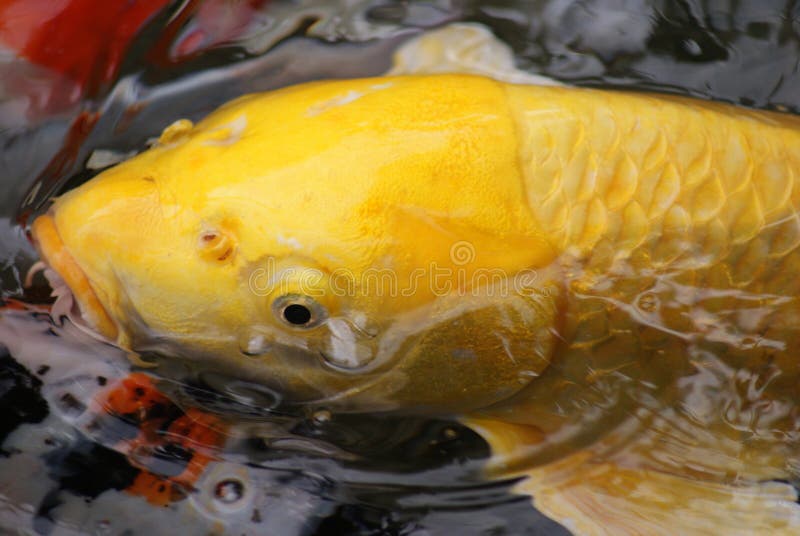 Sheep stock photo. Image of wild, weave, tourist, knit - 373110