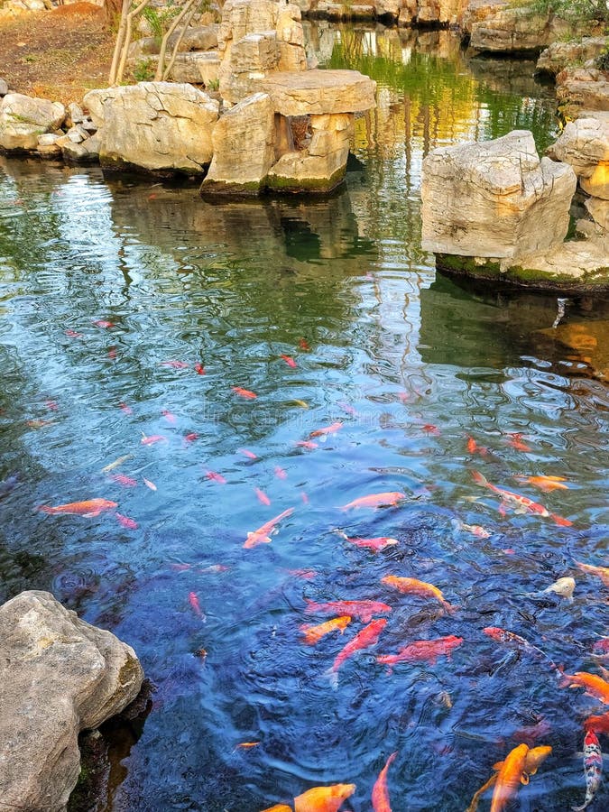 Goldfish and lake stock photo. Image of fish, nature - 225081830