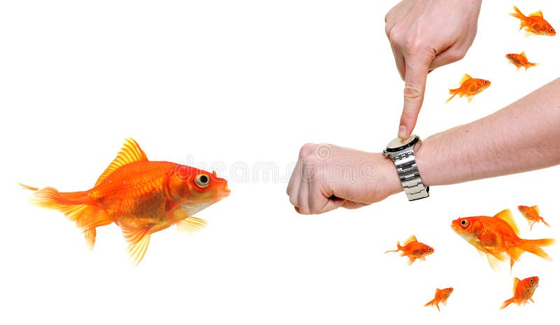 Goldfish late for work stock photo. Image of communication - 9698184