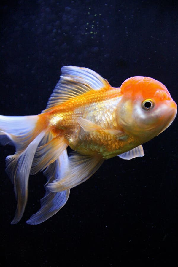 Japanese Ranchu Yellow Goldfish Stock Image - Image of japanese, blue ...