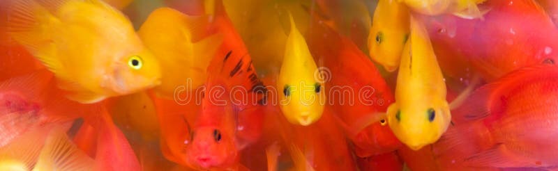 Goldfish Looking at Camera - Banner Image Stock Image - Image of fish ...