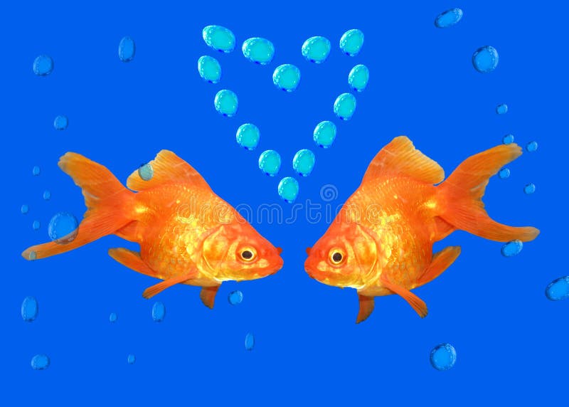 Goldfish love stock image. Image of heart, pets, fish - 2298365