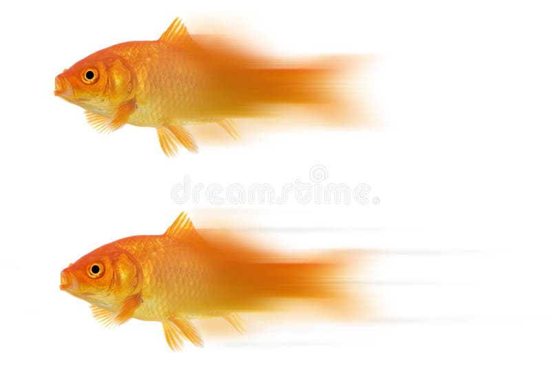 Goldfish mobile photo stock. Image du fond, bain, simple - 2148036