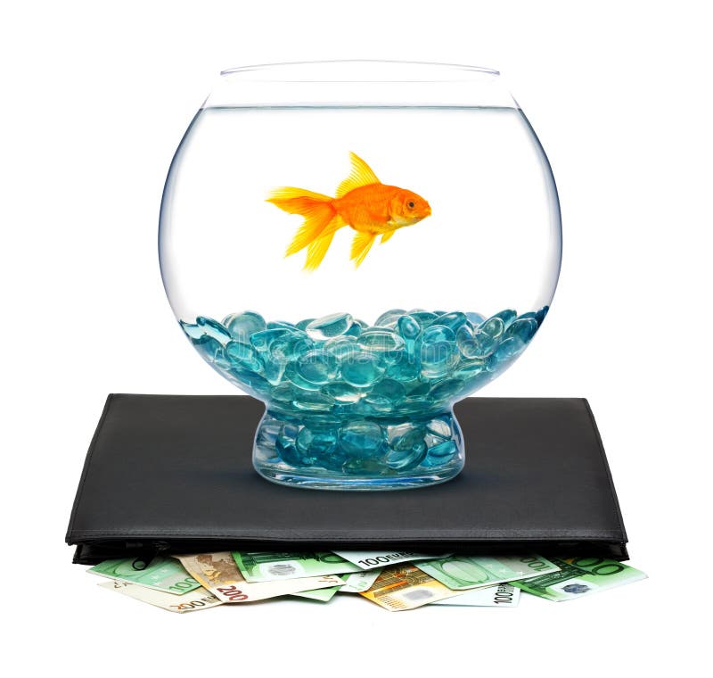 Goldfish with money stock image. Image of goldfish, inflation - 14171449