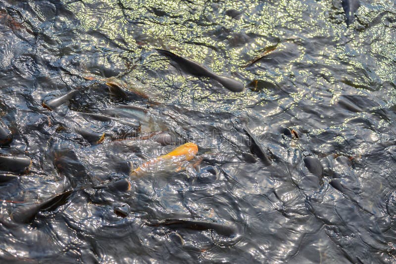 Goldfish are More Prominent in the River Fish Population Stock Photo ...