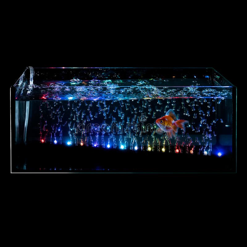 Night Illuminated Glass Aquarium with Lamp and Air Bubbles Stock Photo ...
