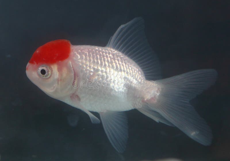 Goldfish stock photo. Image of quiet, fins, assorted - 35179960