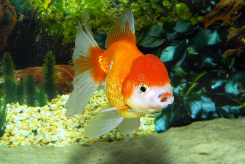 Goldfish Kiss stock photo. Image of pectoral, carassius - 173598