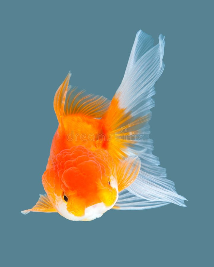 Goldfish in Plastic Bag stock photo. Image of purchase - 3202860