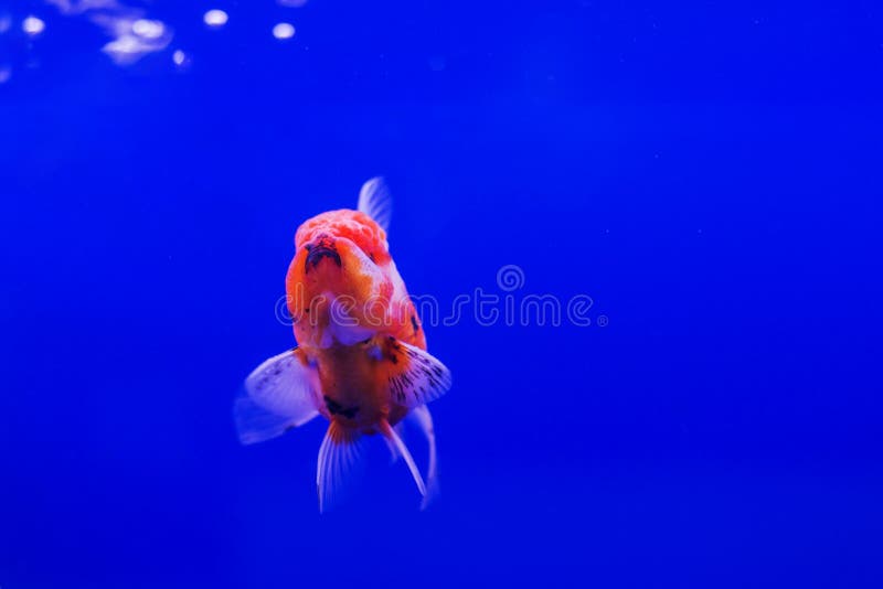 Goldfish oranda stock image. Image of water, animal, golden - 61141481