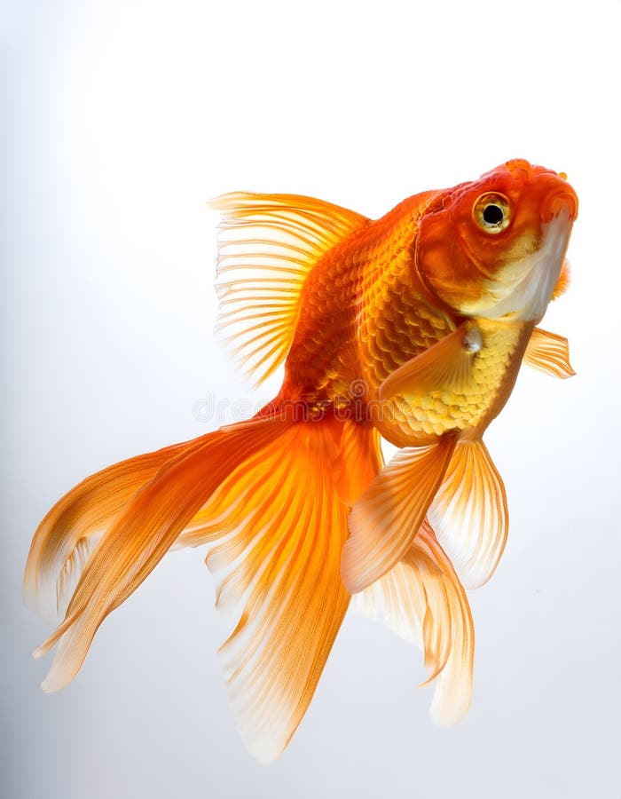 Goldfish Orange Fish Swimming Stock Illustration - Illustration of fish ...