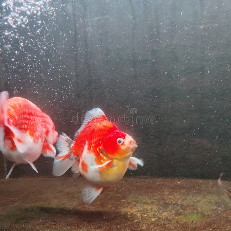 Goldfish Ornamental Fish Types of Oranda and Ranchu in the Aquarium ...
