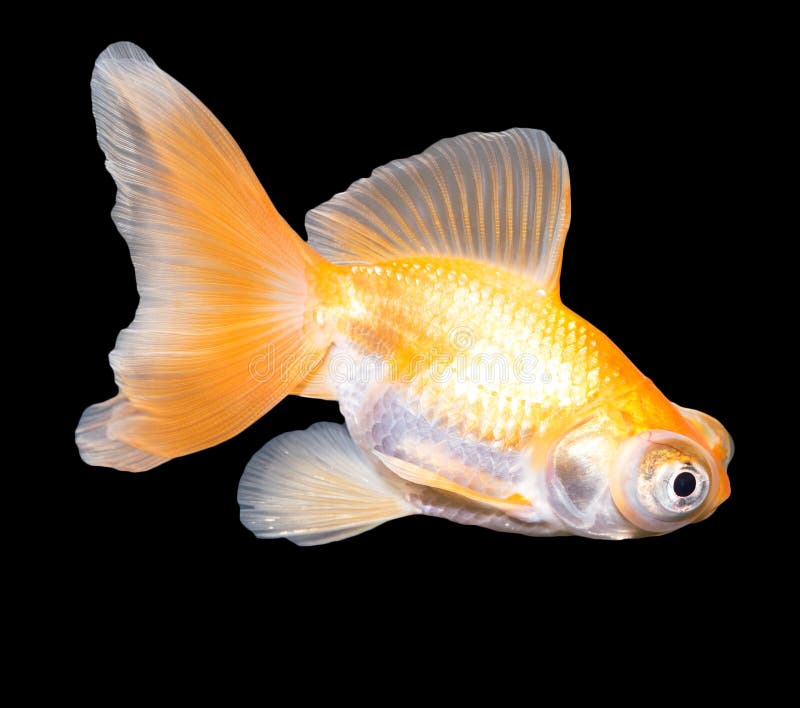 Ryukin Yellow Goldfish Stock Photos - Free & Royalty-Free Stock Photos ...