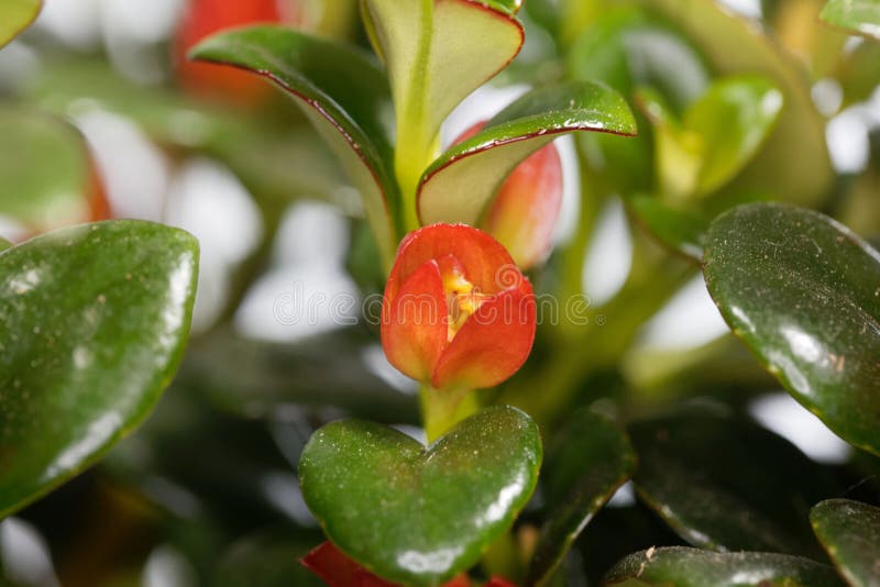 Goldfish Plant Flower, Nematanthus Gregarious Stock Photo - Image of ...