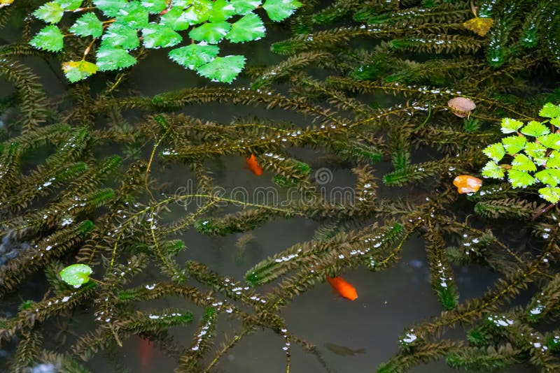 Goldfish in the Pond. Natural Landscape Stock Photo - Image of goldfish ...